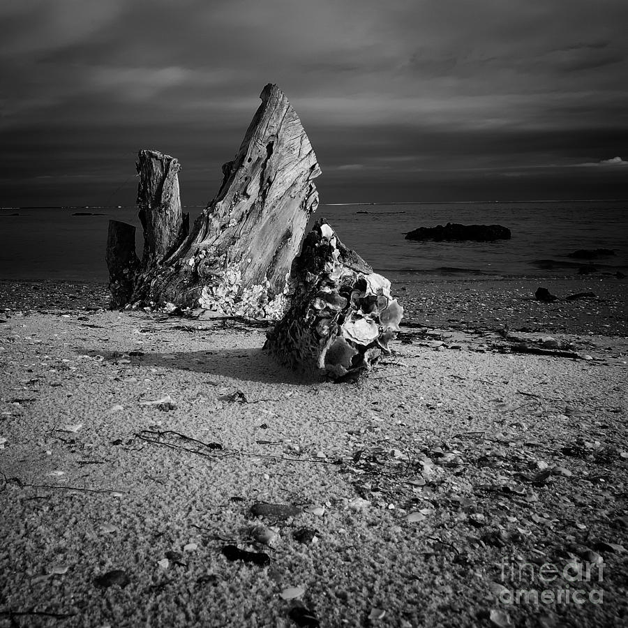 Stumpy Photograph by James Smith - Fine Art America