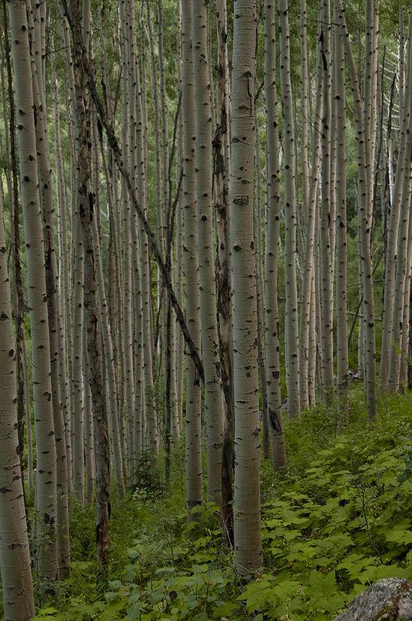 Substantial Existence Photograph by Jason Turuc - Fine Art America