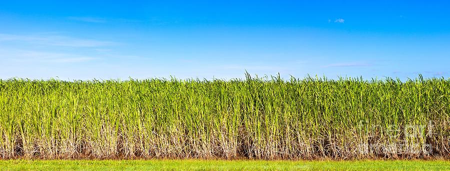 Sugar cane Photograph by Johan Larson