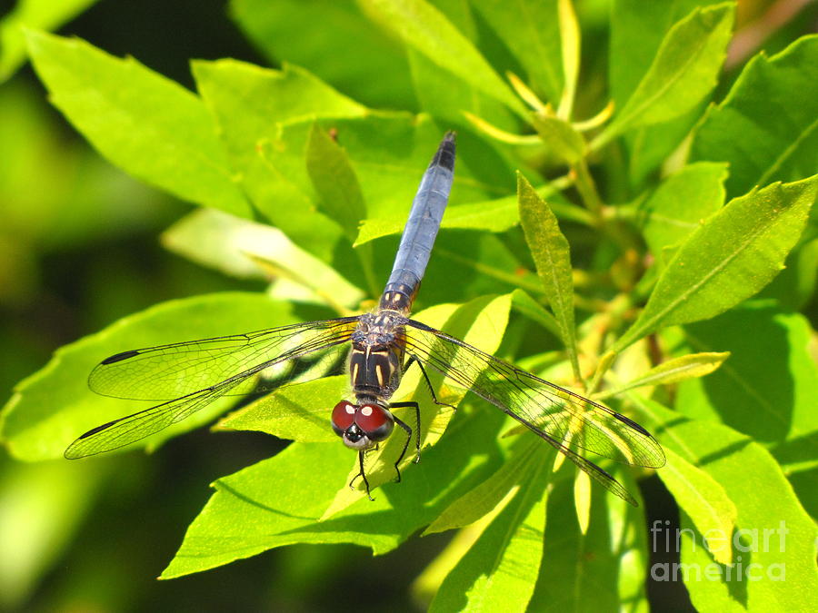Summer Insects Photograph by Anthony Stephens - Fine Art America
