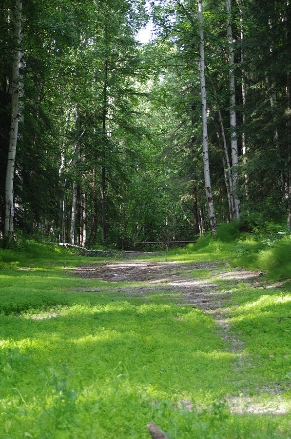 Summer Pathway Photograph by Michael Vickers - Pixels