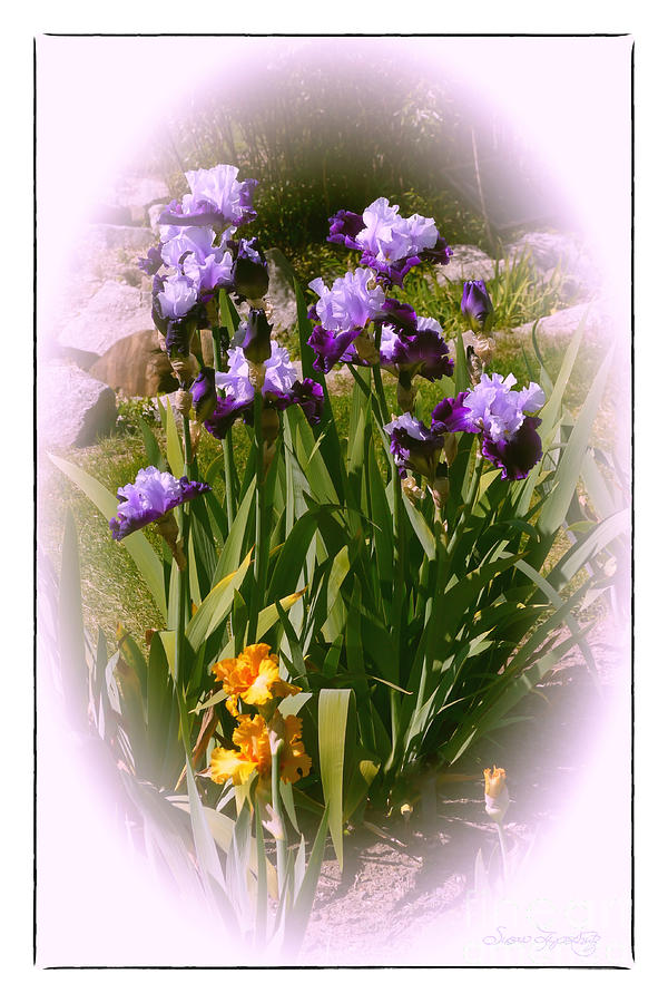 Summer Ruffles Photograph by Susan Lipschutz - Fine Art America