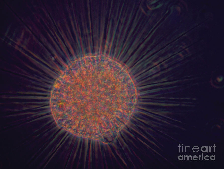 Sun Animalcule Photograph by Eric Grave | Fine Art America