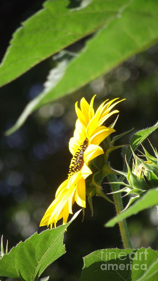 Sun Profile Photograph by Gail Salituri - Fine Art America