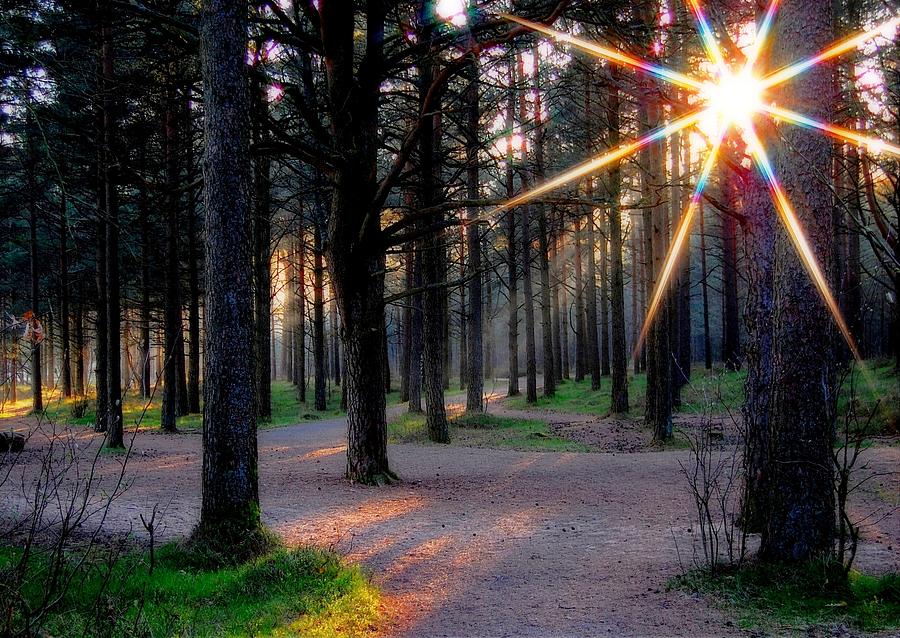 Sun rays Photograph by Sonya Kanelstrand - Fine Art America