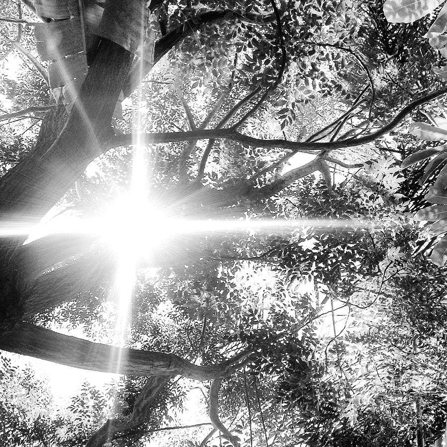 Sun Tree Photograph by Kat Ballou - Fine Art America