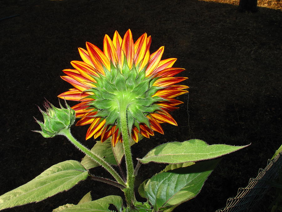 Sunflower Backside Photograph by Joyce Dickens - Fine Art America