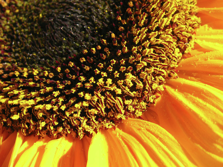 Sunflower Edge Photograph by Mary Lane - Pixels