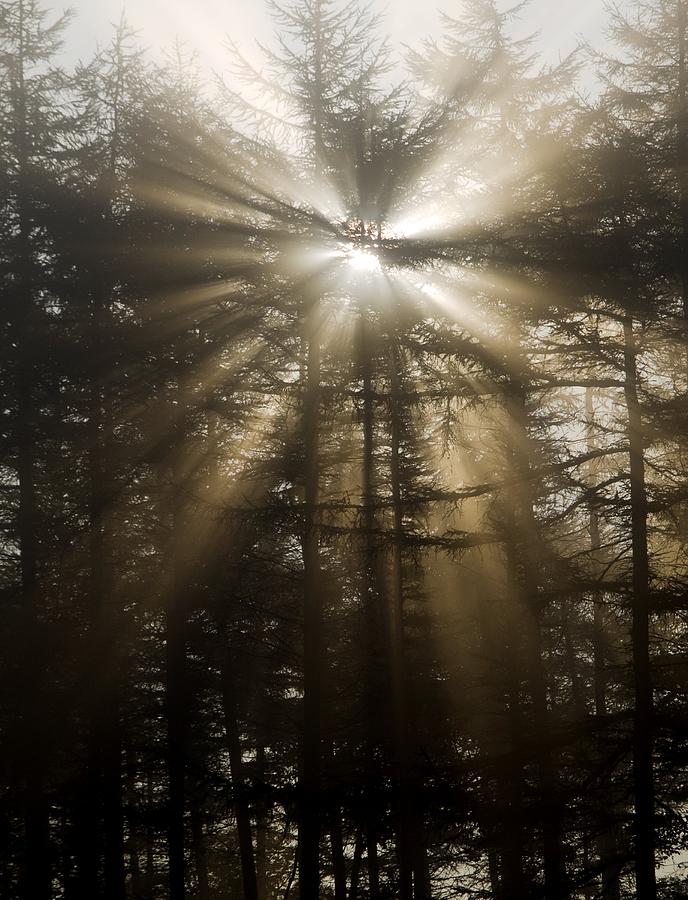 Sunlight Through Pine Trees by Science Photo Library