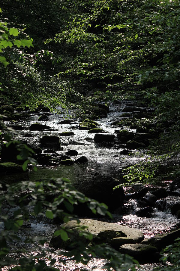 Sunlit Stream Photograph by David White | Fine Art America
