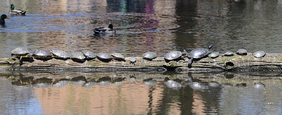 Sunning Turtles Photograph by Quin Bond - Fine Art America