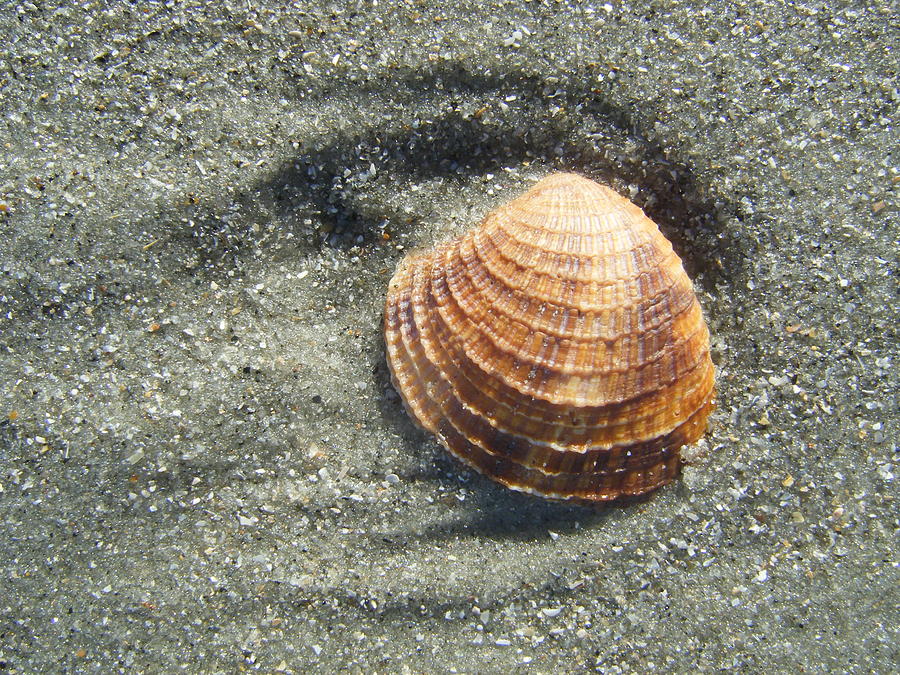 Sunrise Shell Photograph by Barbara Stickney - Fine Art America