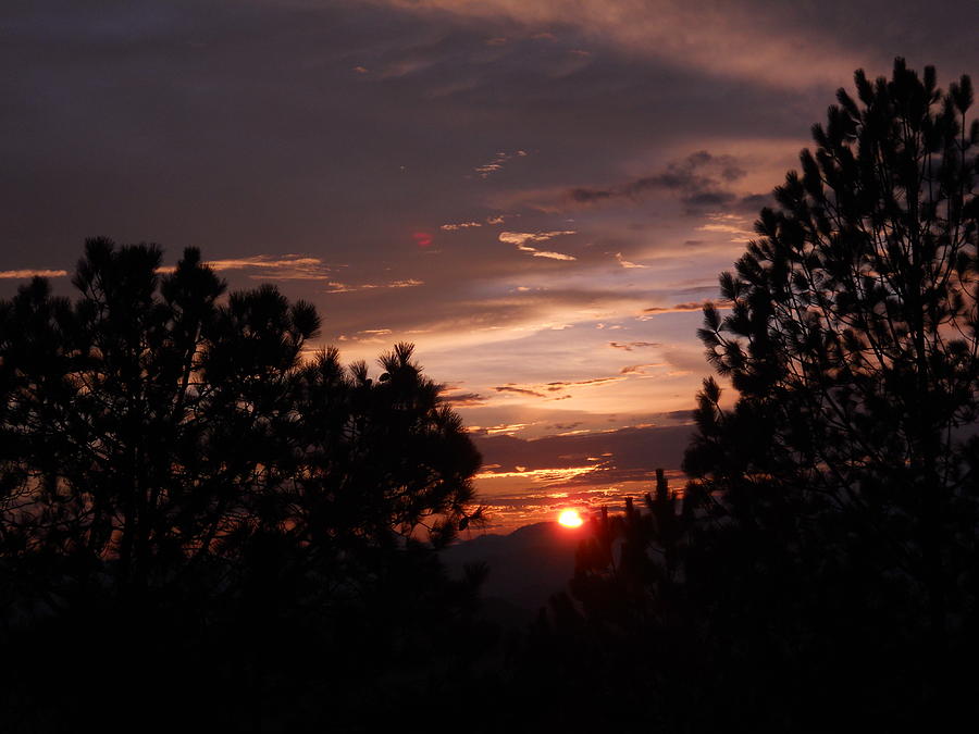 Sunset between pine trees Photograph by Mamta Joshi - Fine Art America