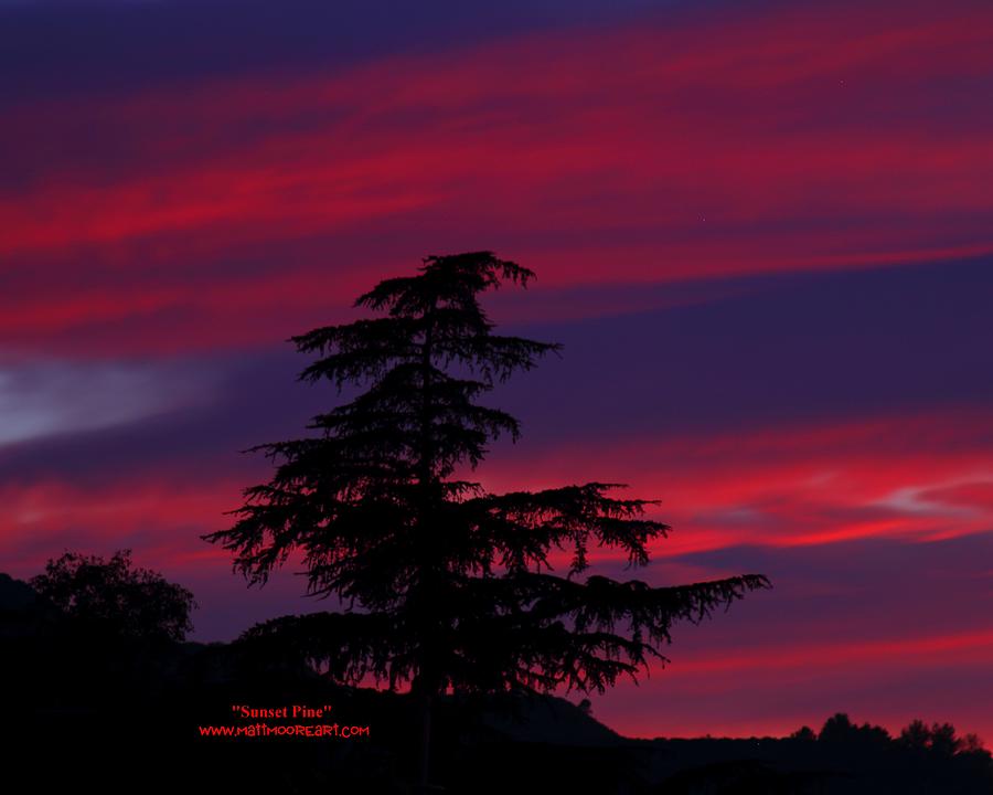 Sunset Pine Photograph by Matthew Moore | Fine Art America