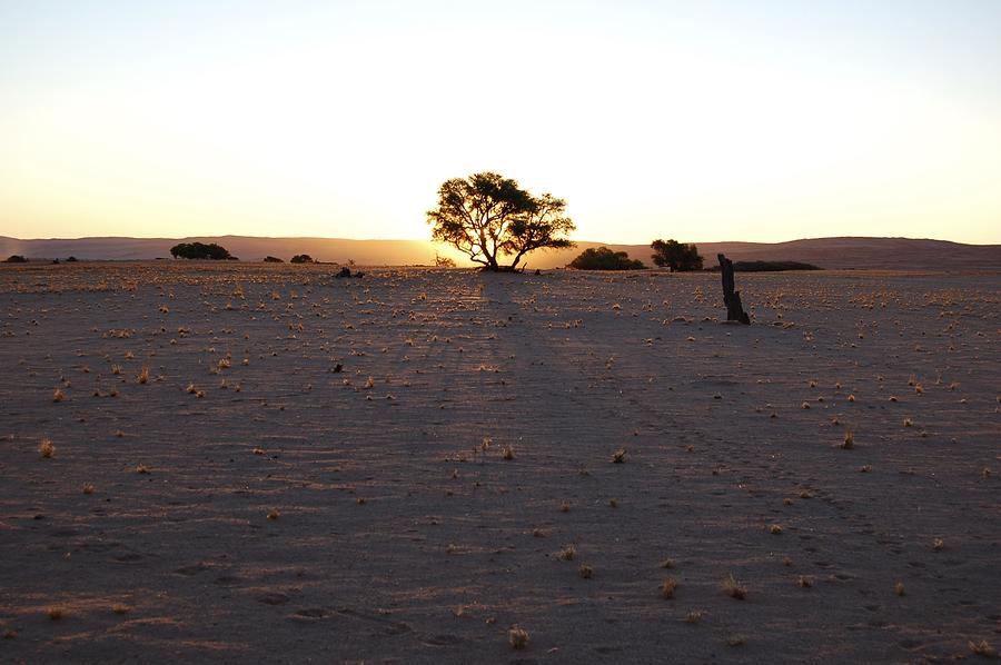Sunset Tree Photograph by Christopher Crim - Fine Art America
