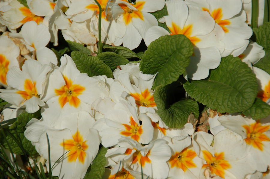 Star Flowers Photograph by Aimee L Maher ALM GALLERY - Fine Art America