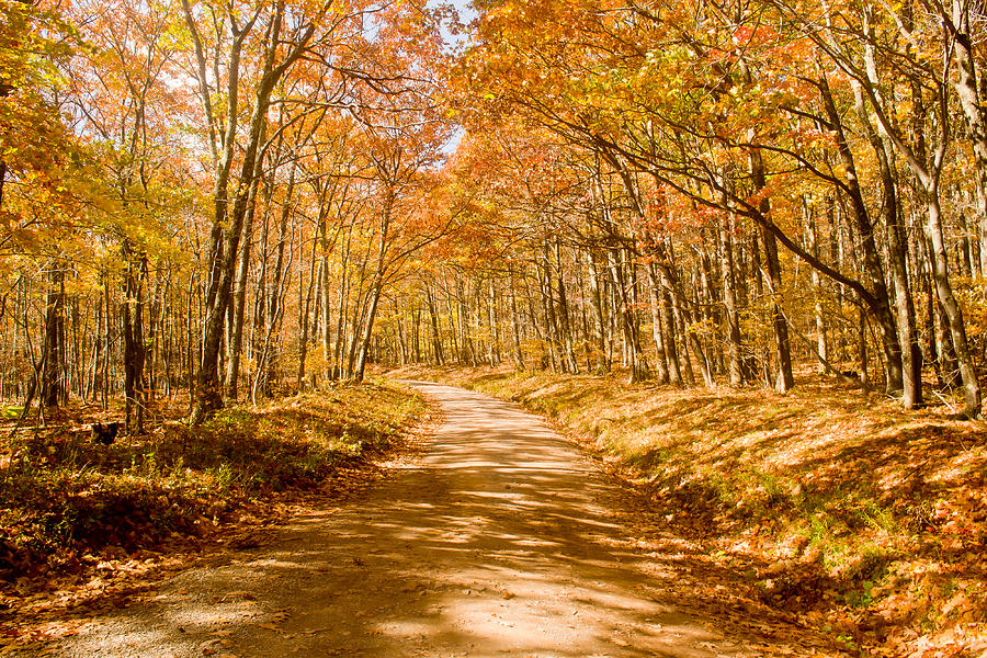 Sunshine Path Photograph by Scott Birchfield - Fine Art America