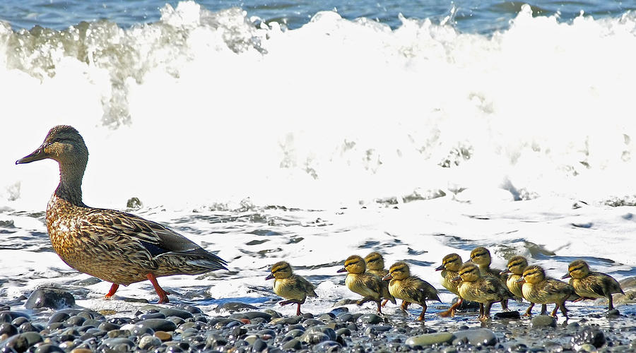 Surf Ducks Photograph by Derek Holzapfel - Fine Art America