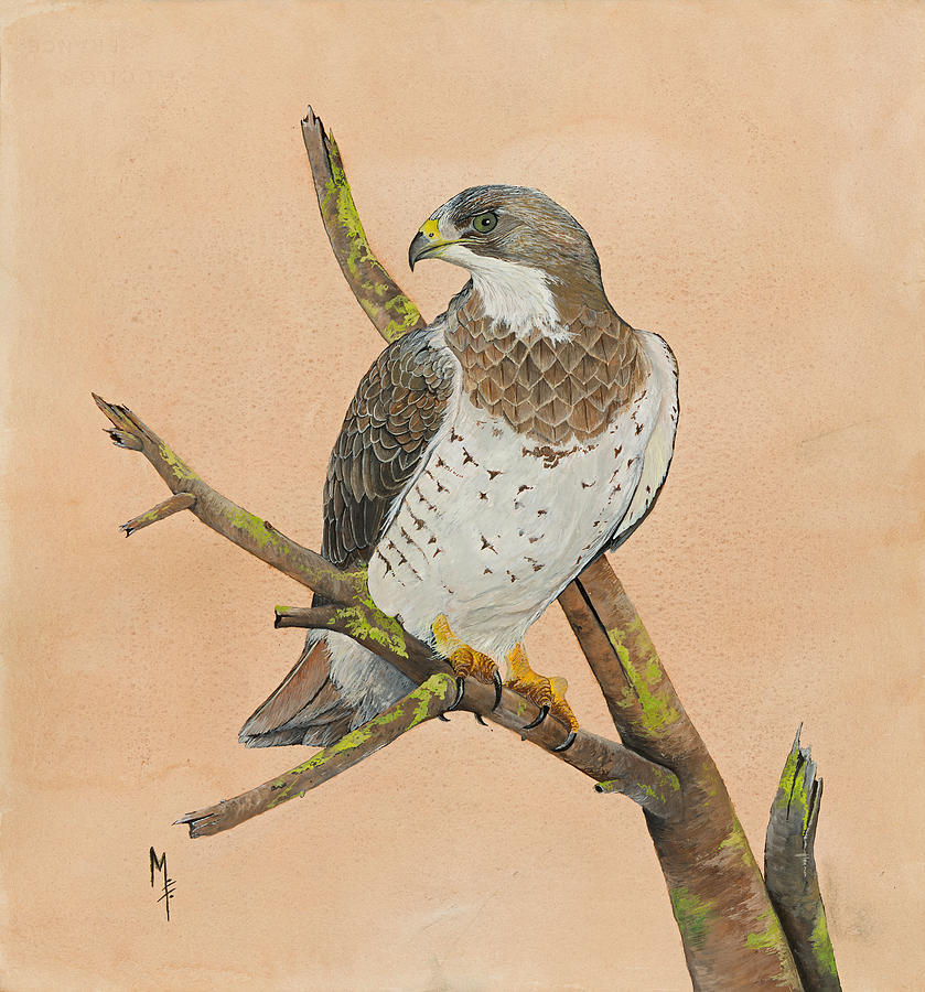 Swainson's Hawk Painting by Marsha Friedman - Fine Art America