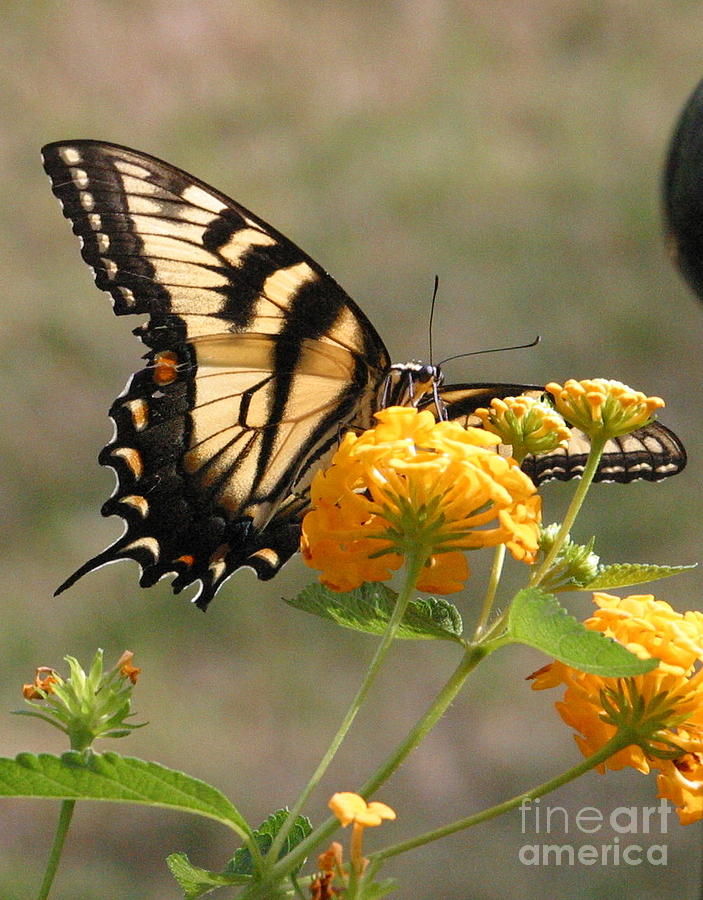 Swallowtail Painting by Adele Pfenninger - Fine Art America
