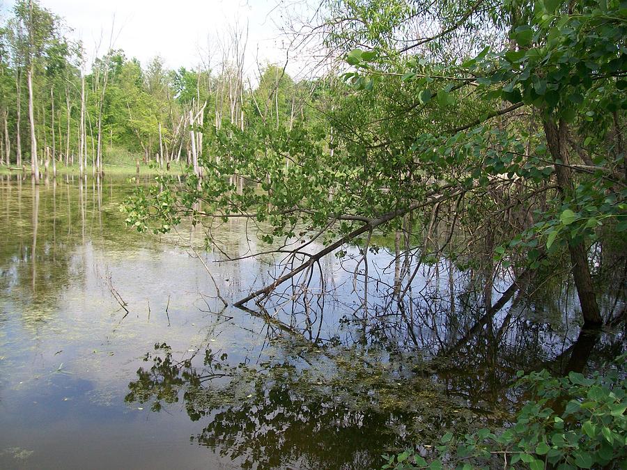 Swamp Photograph by Desiree Johnson - Fine Art America