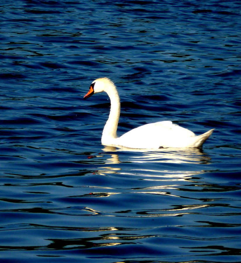Swan Reflections Photograph by Beth Akerman - Fine Art America