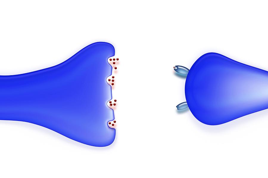 Synapse, Artwork by Sigrid Gombert / Science Photo Library
