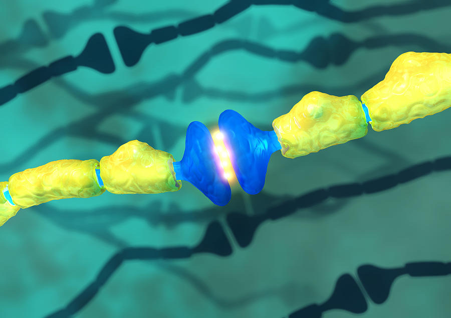 Synapse, Computer Artwork by Science Photo Library