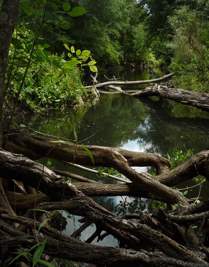 Tangled River Photograph by Brian Wade - Fine Art America