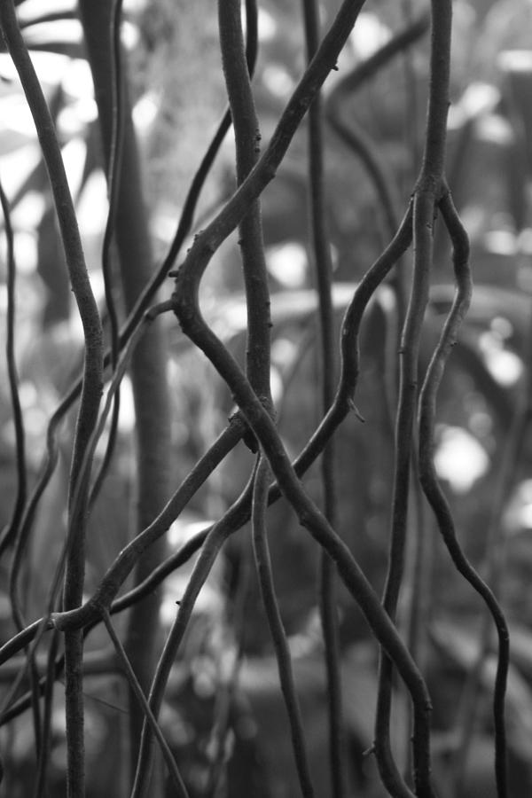 Tangled Photograph by Robyn Combs | Pixels