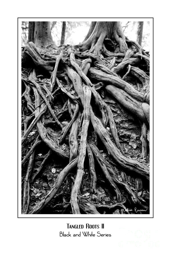 Tangled Roots II Photograph by Mathias Rousseau - Fine Art America