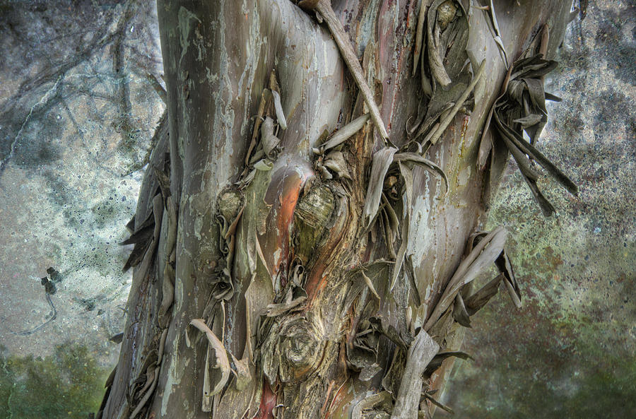 Tattered Tree Photograph by Lisa Moore - Pixels