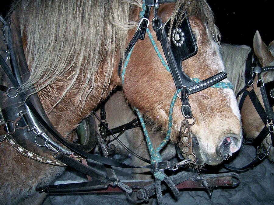 Teamwork Photograph by J Eric Walley - Fine Art America