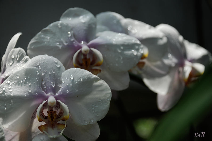 Teared Photograph By Devin Rader Fine Art America
