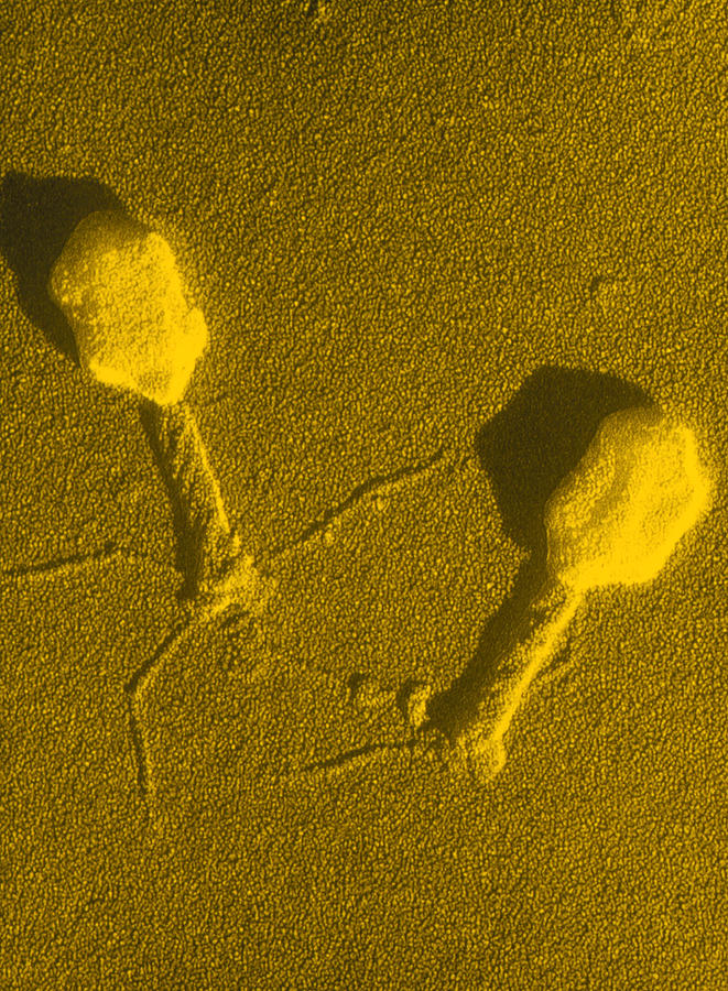 Tem T4 Bacteriophage Photograph by Science Photo Library - Fine Art America