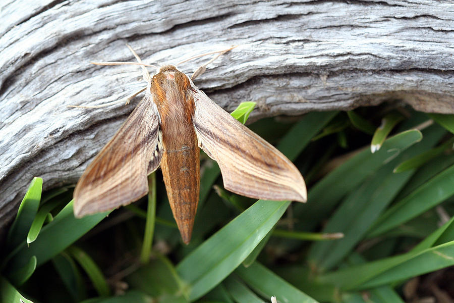 Tersa Sphinx Moth Photograph by April Wietrecki Green - Fine Art America
