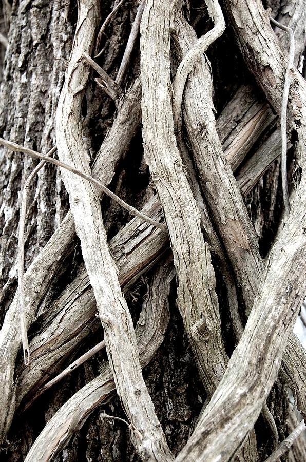 Texture Study 1 Photograph by Eamon Forslund - Fine Art America