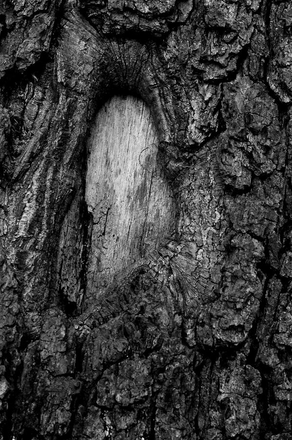 Texture Study 5 Photograph by Eamon Forslund - Fine Art America