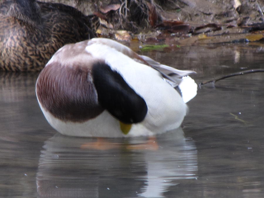 The armpit smelling duck Photograph by Shannon Silverstein - Fine Art ...