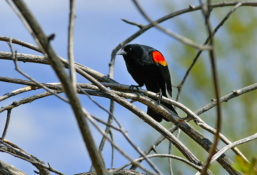 The Commodore Photograph by Rob Dewar - Fine Art America