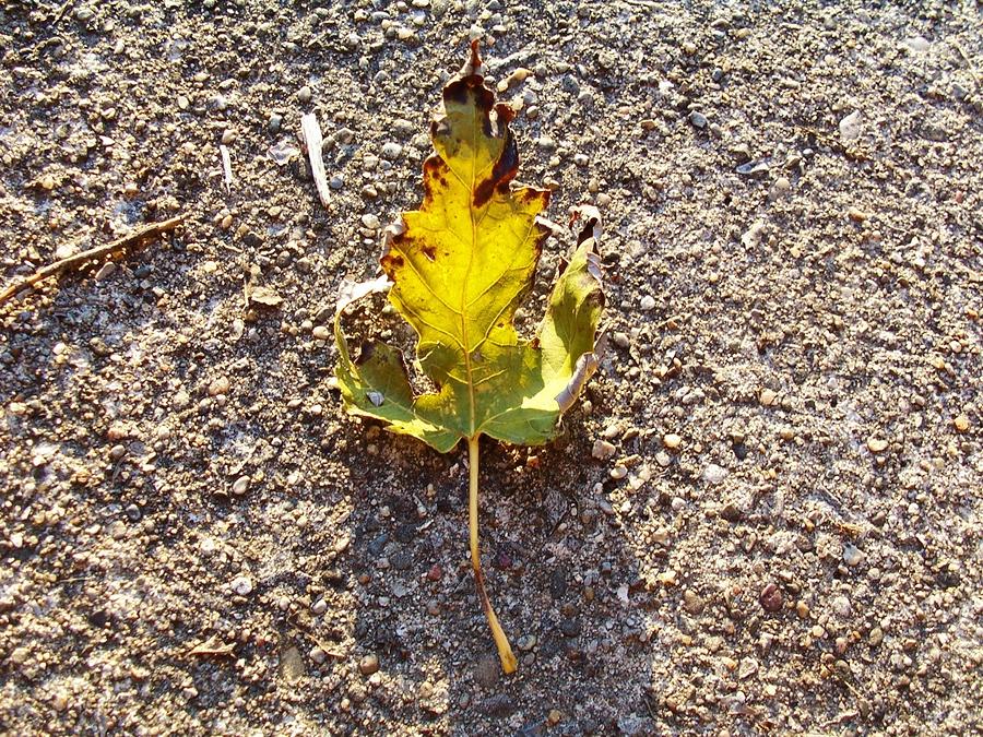 The First Fall Leaf Digital Art by Kitty Schul - Fine Art America