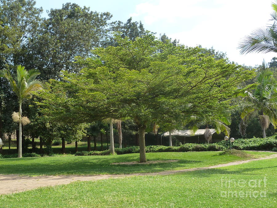 The Green Tree Photograph by Max Dench - Pixels