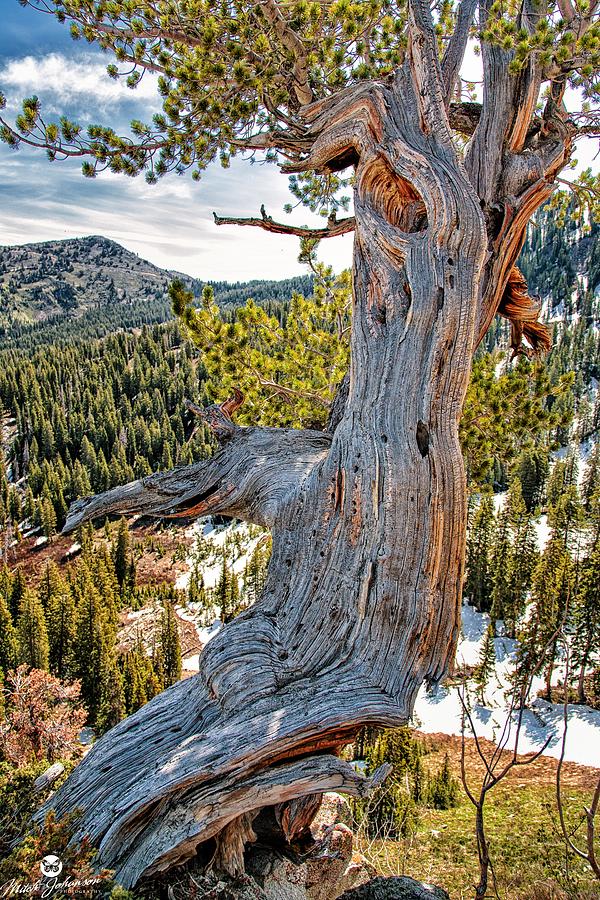 The Grouchy Tree Photograph by Mitch Johanson | Pixels