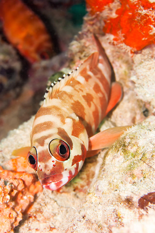 The Hawkfish Photograph by MotHaiBaPhoto Prints - Fine Art America