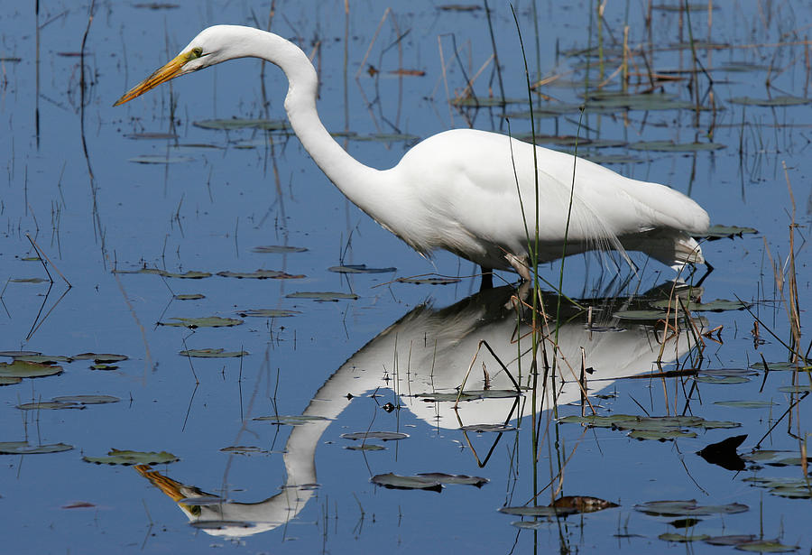 The Hunter Photograph by Les Griffith - Fine Art America