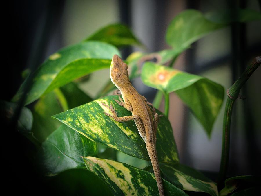 The Lizard On A Leaf Photograph by Anthony Walker Sr - Pixels