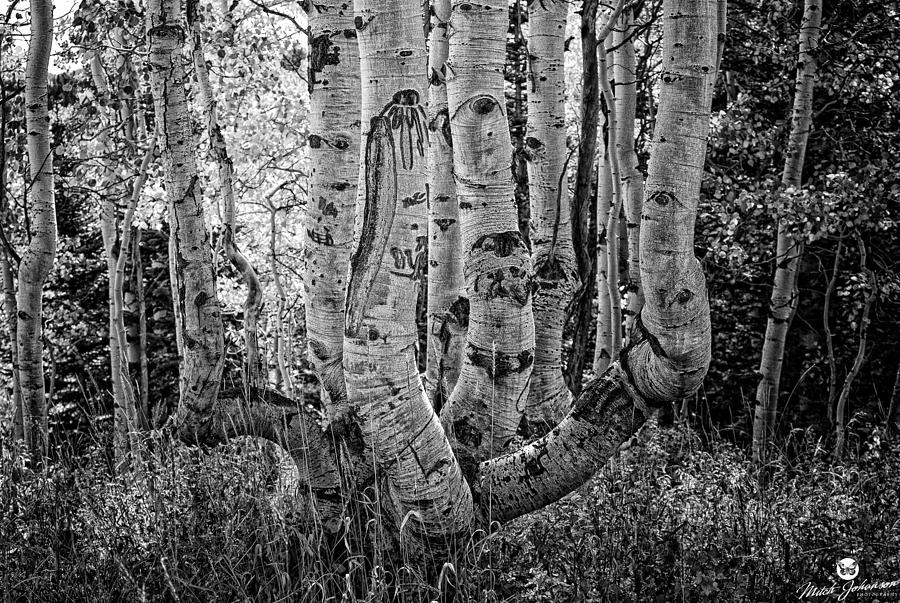 The Multiple Trunk Aspen Tree BW Photograph by Mitch Johanson - Pixels