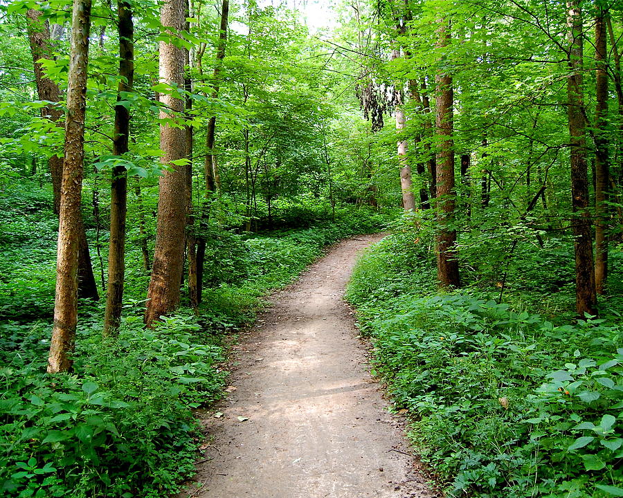 The Path Photograph by Ron Bushaw - Fine Art America