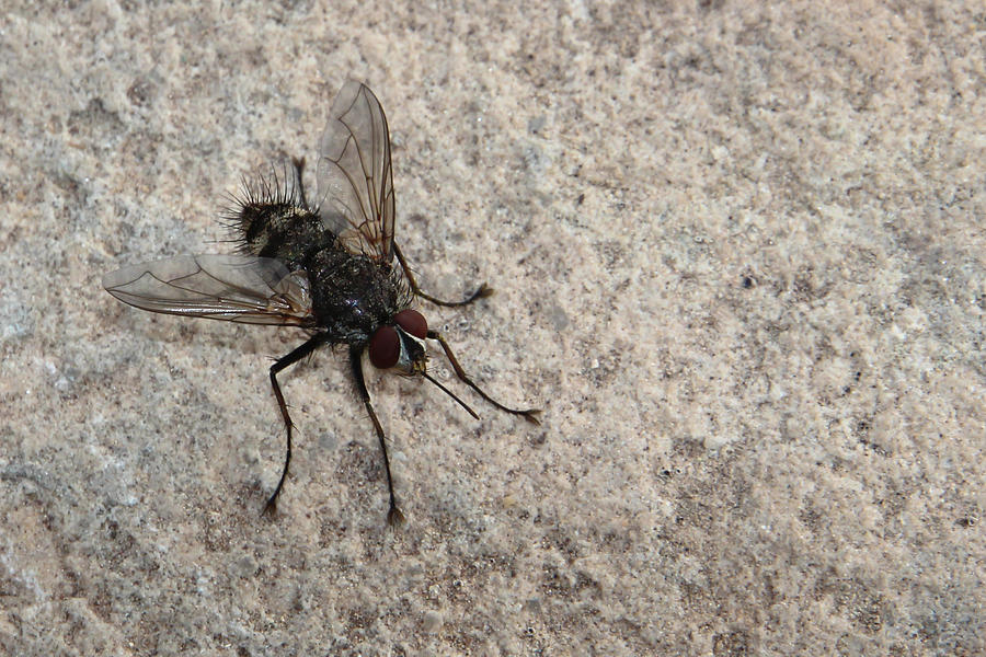 The Prettiest Fly I've Ever Seen Photograph by Heidi Smith - Pixels