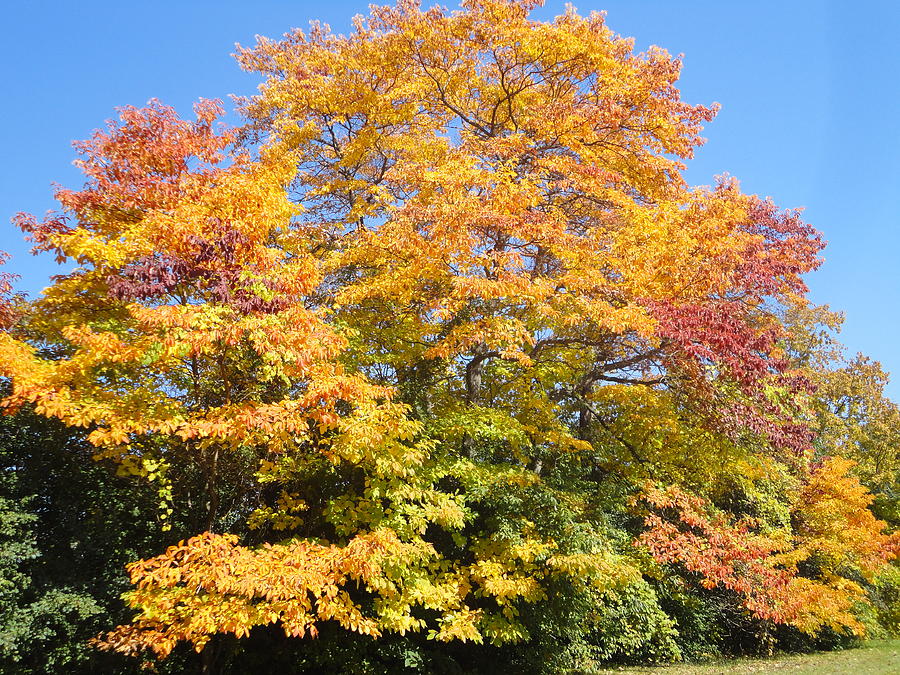 The Rainbow Tree Photograph by Guy Ricketts - Fine Art America